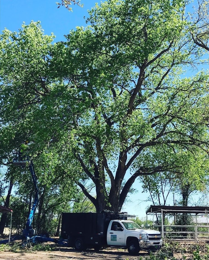 How to stop trees from damaging driveway, sidewalk, or foundation
