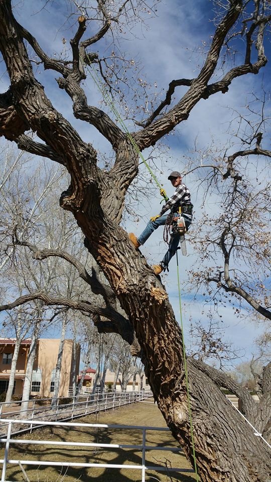 How to prune a tree for health and longevity - Dupree's Trees