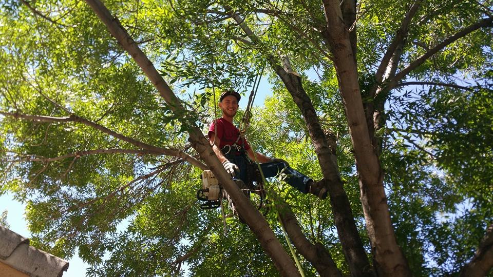 How do you bring a dying tree back to life? - Dupree's Trees
