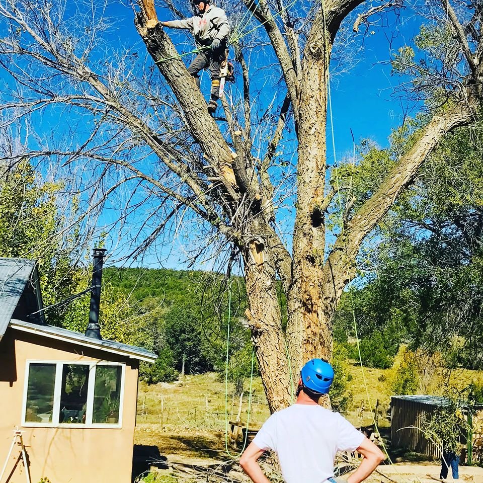 What’s the difference between an Arborist and a Tree Surgeon? - Dupree ...