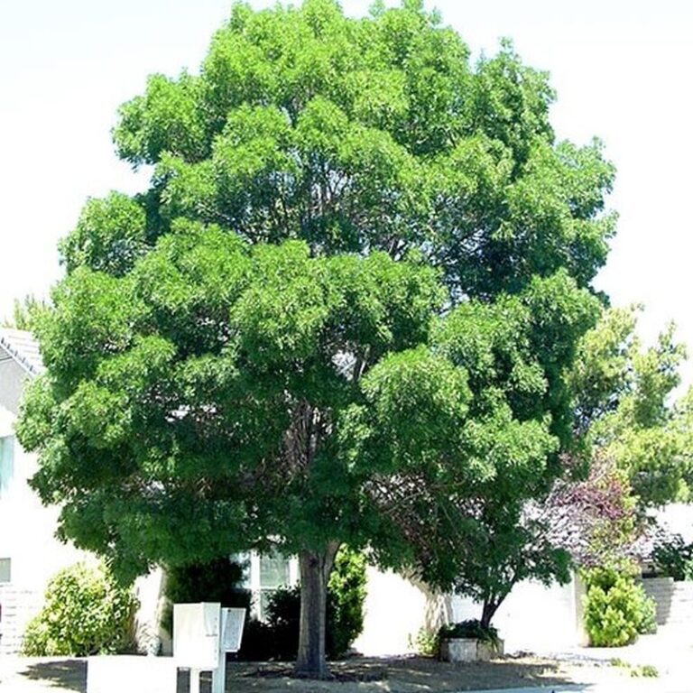 What are the best trees to plant in New Mexico? - Dupree's Trees